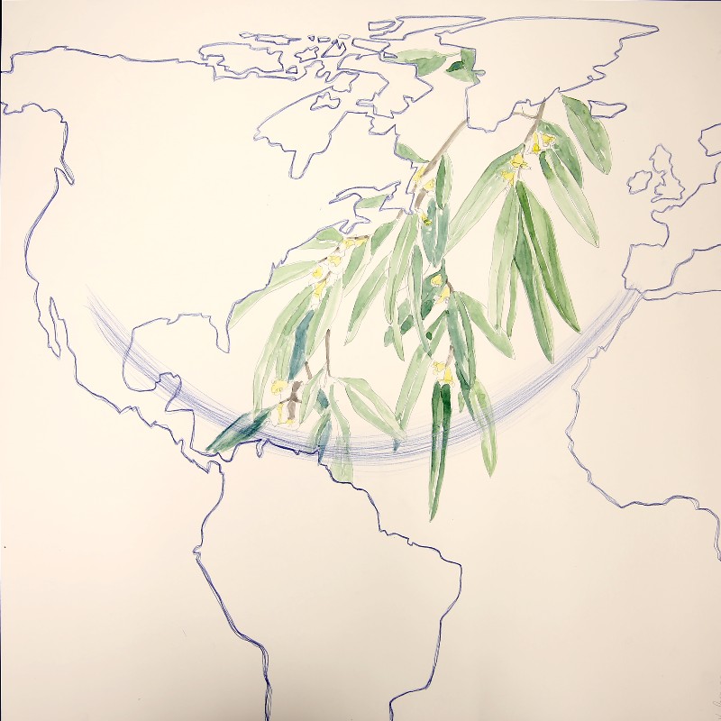 En exposición binacional revisan la vida migrante de las plantas en el ...